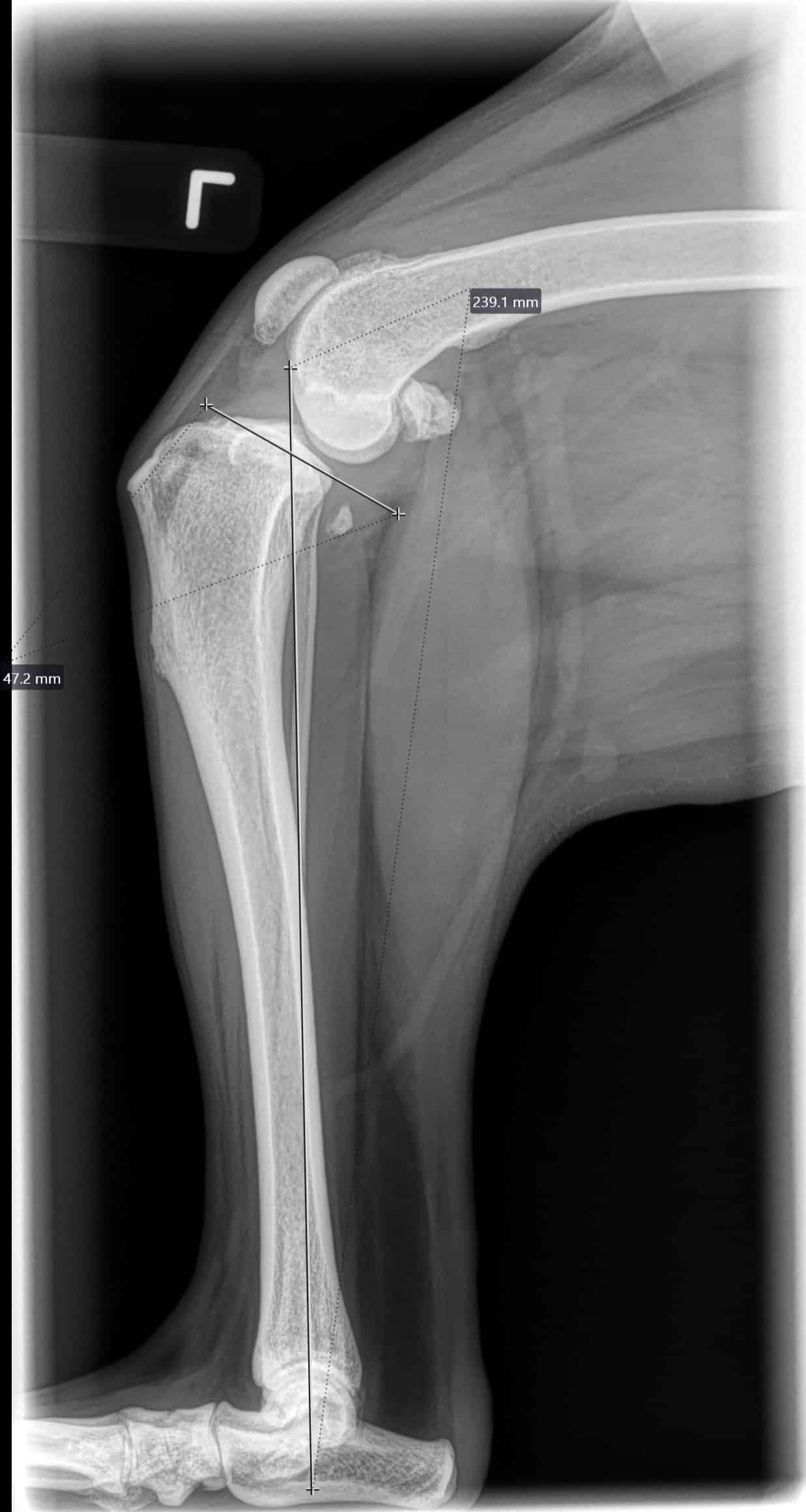 TPLO (TIBIAL PLATEAU LEVELING OSTEOTOMY) - Granite Veterinary Specialists